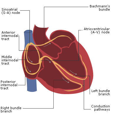 internodal pathways conduction system